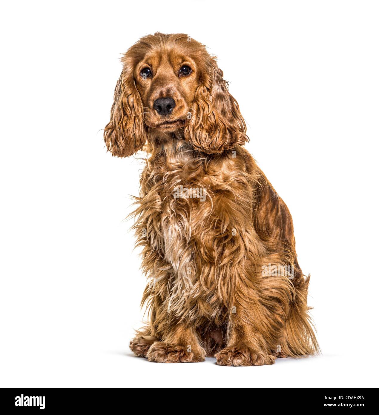 Cocker spaniel anglais sitting in front Stock Photo - Alamy