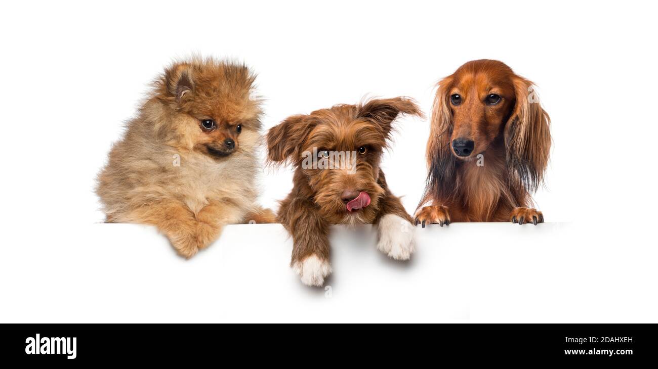 Leaning against dog Cut Out Stock Images & Pictures - Alamy