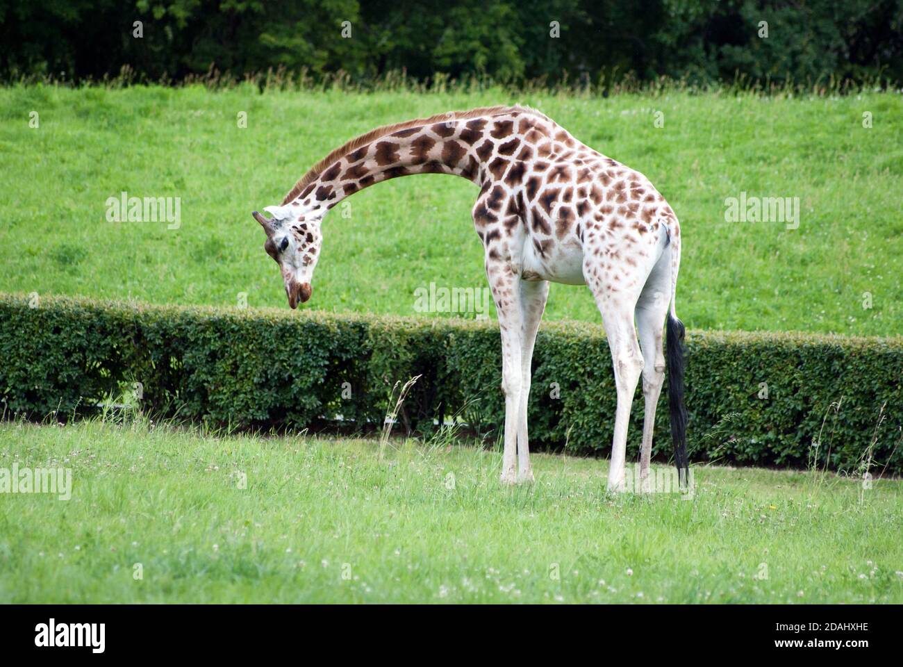 young giraffe has a juicy green grass Stock Photo - Alamy