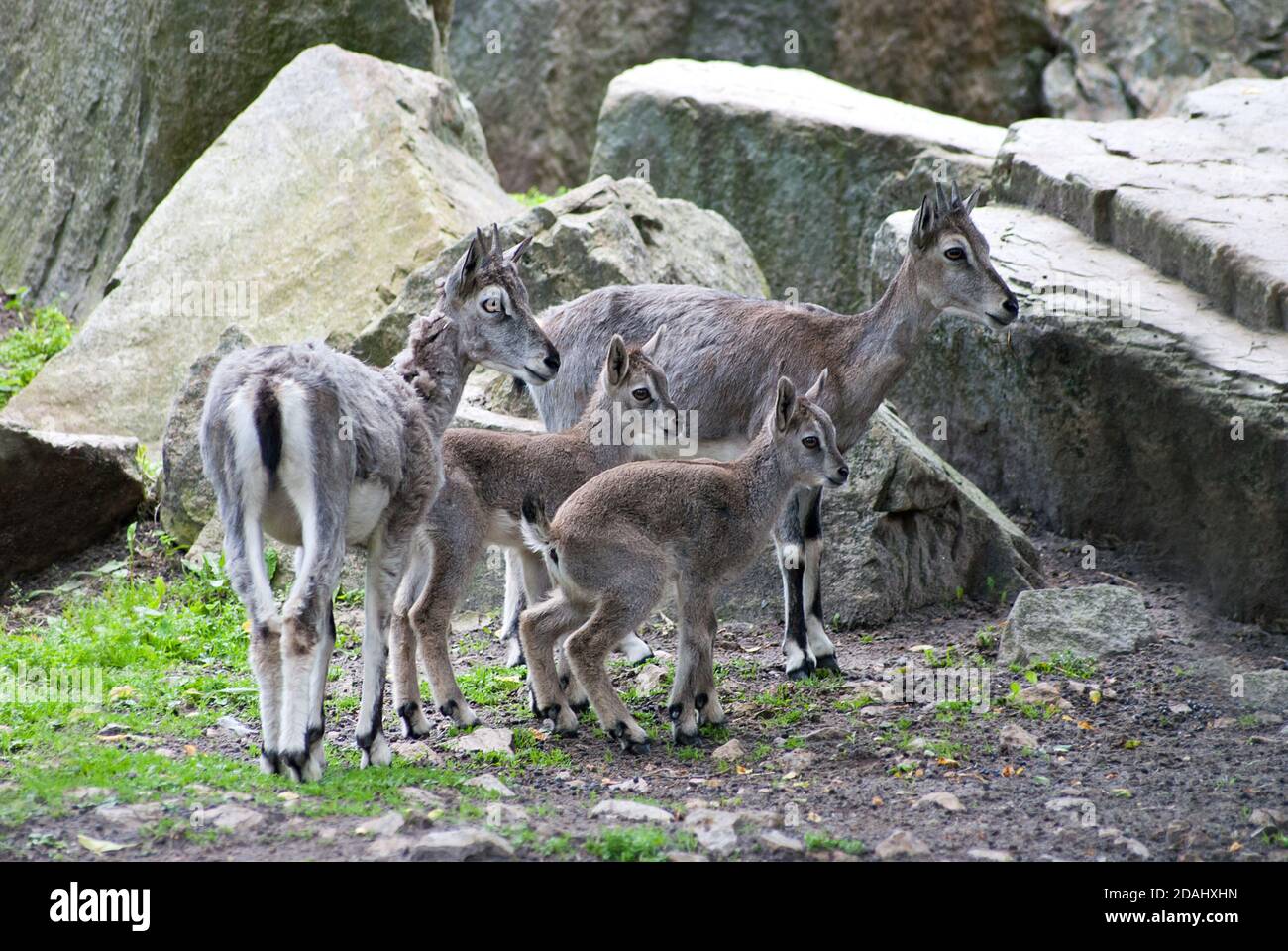 family species of mountain goats Stock Photo - Alamy
