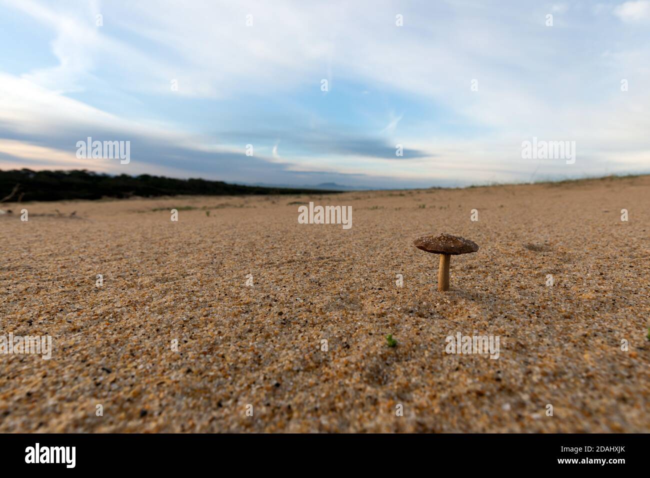 One mushroom growing on sand dunes in France Stock Photo - Alamy