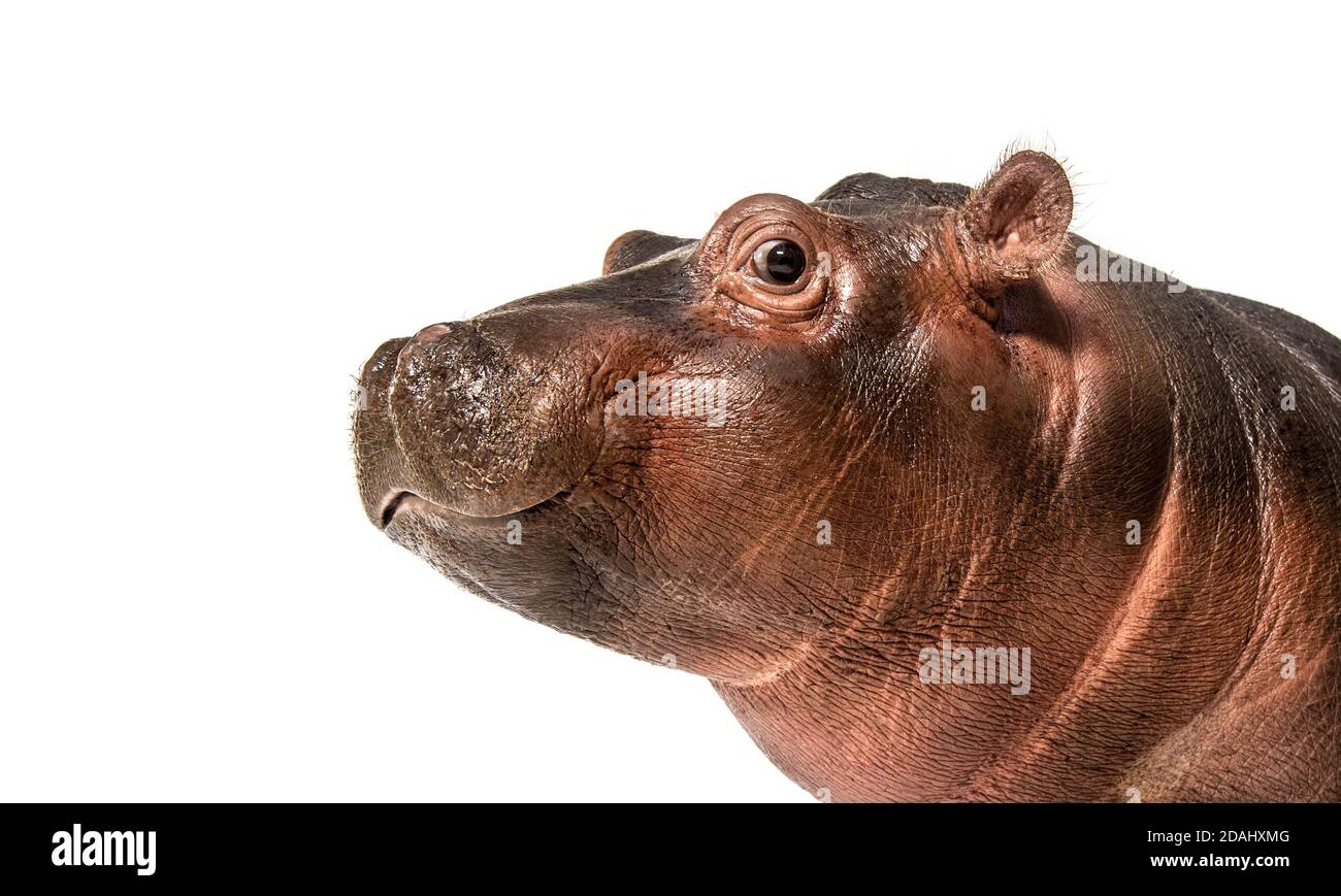 Close-up of a Young Hippo head, 3 months old, isolated Stock Photo - Alamy
