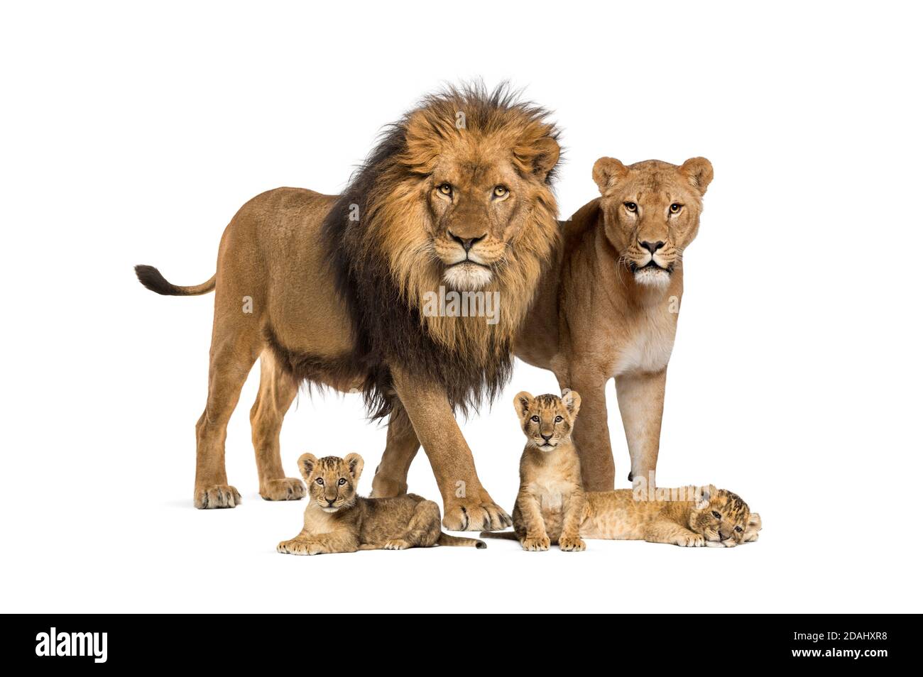 Family of lion, adult and cub, isolated. Wild cat Stock Photo - Alamy