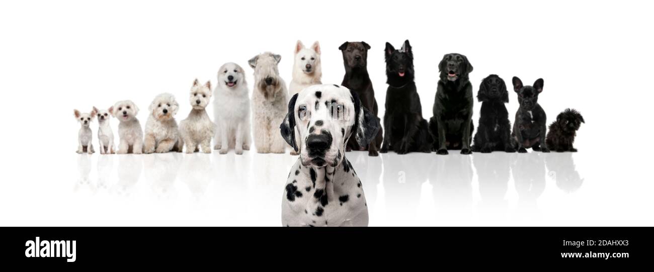 Group of black and white dogs sitting in a row against white background ...