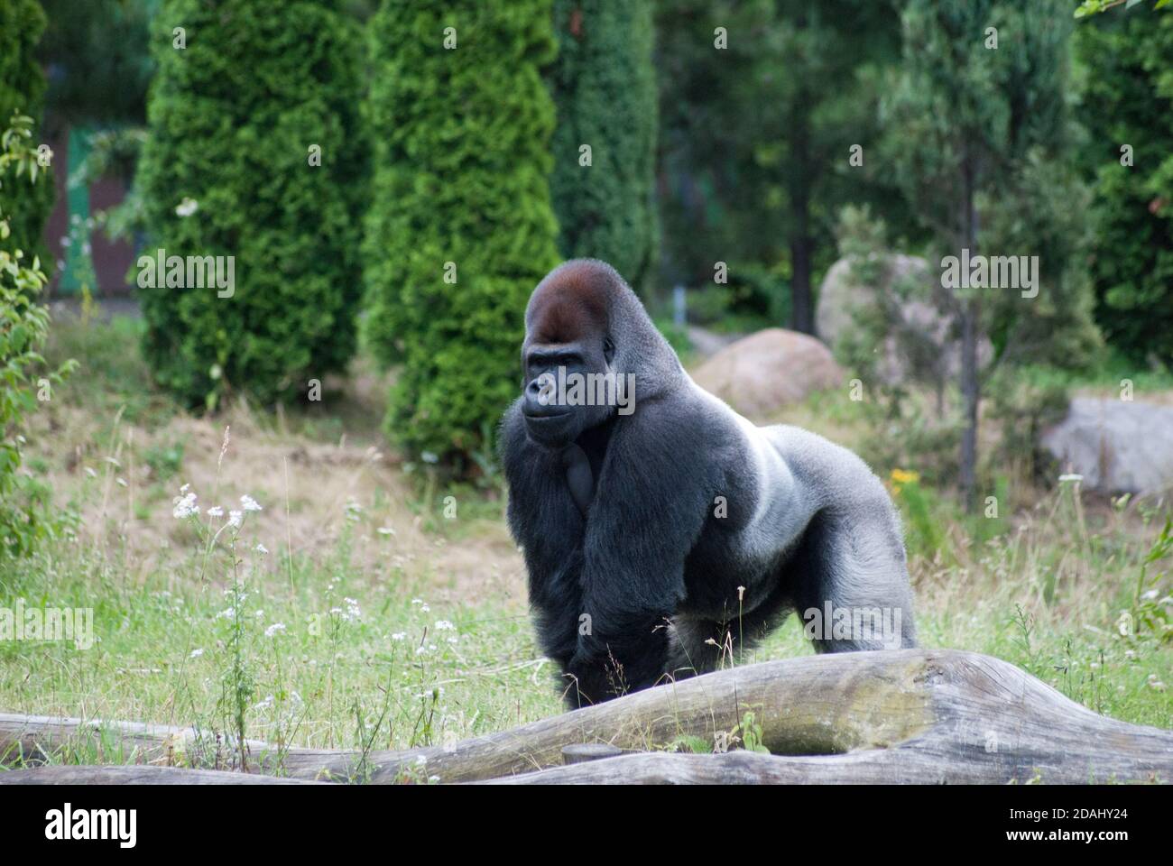 Silver monkey hi-res stock photography and images - Alamy