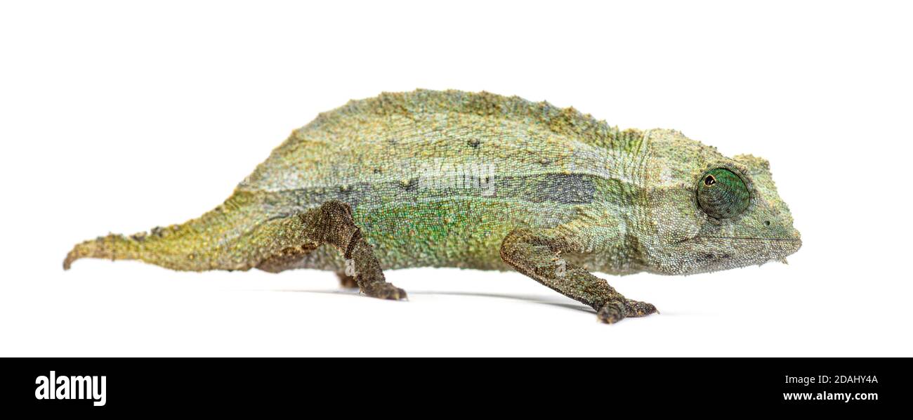 Side view of a Bearded leaf chameleon isolated on white Stock Photo - Alamy