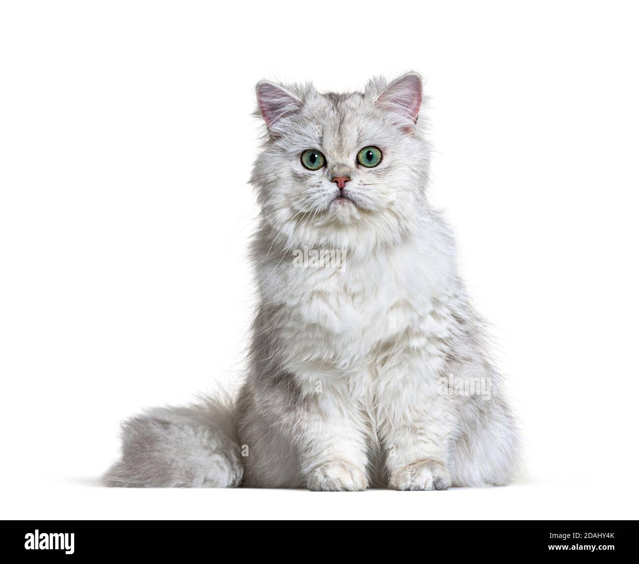Grey British Longhair sitting, white background Stock Photo - Alamy