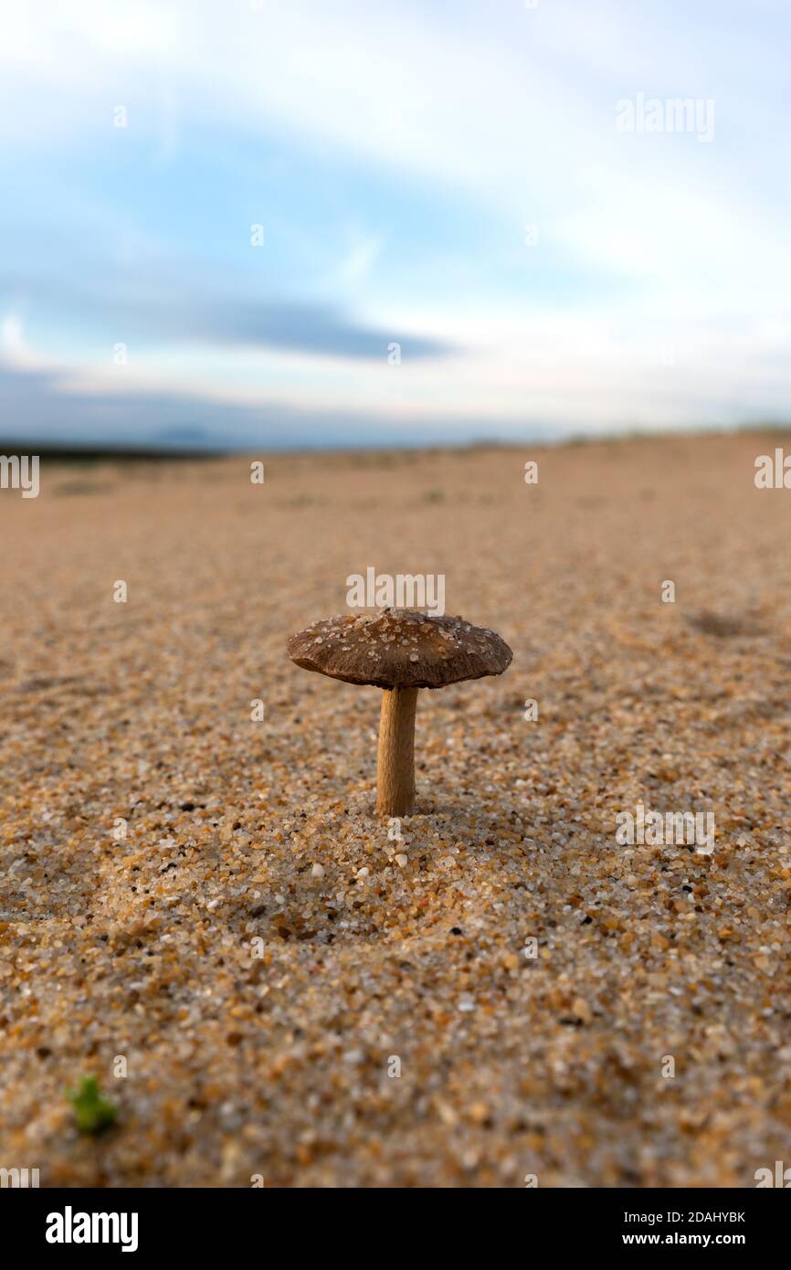 One mushroom growing on sand dunes in France Stock Photo - Alamy