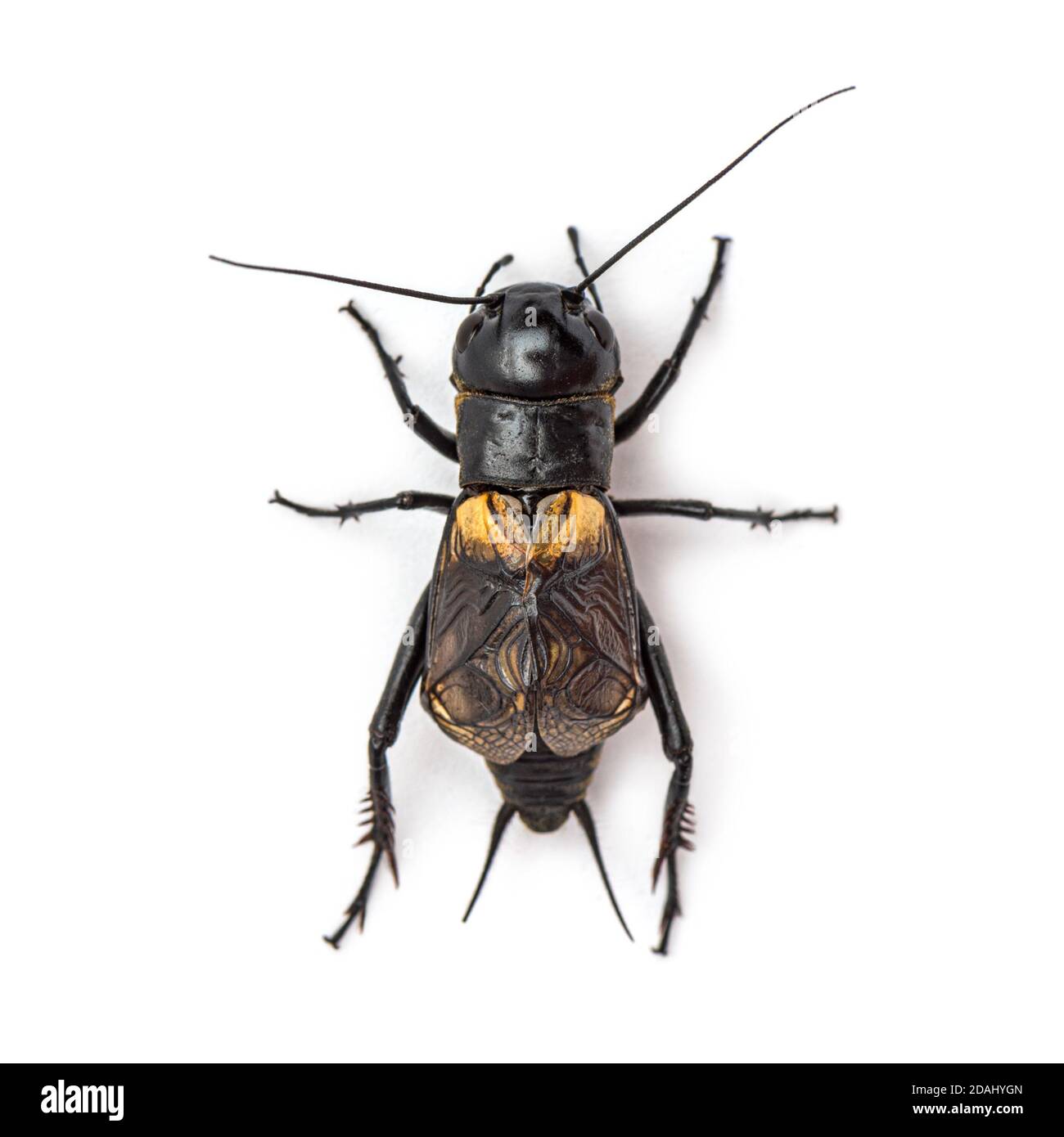 Male field cricket, isolated on white Stock Photo - Alamy