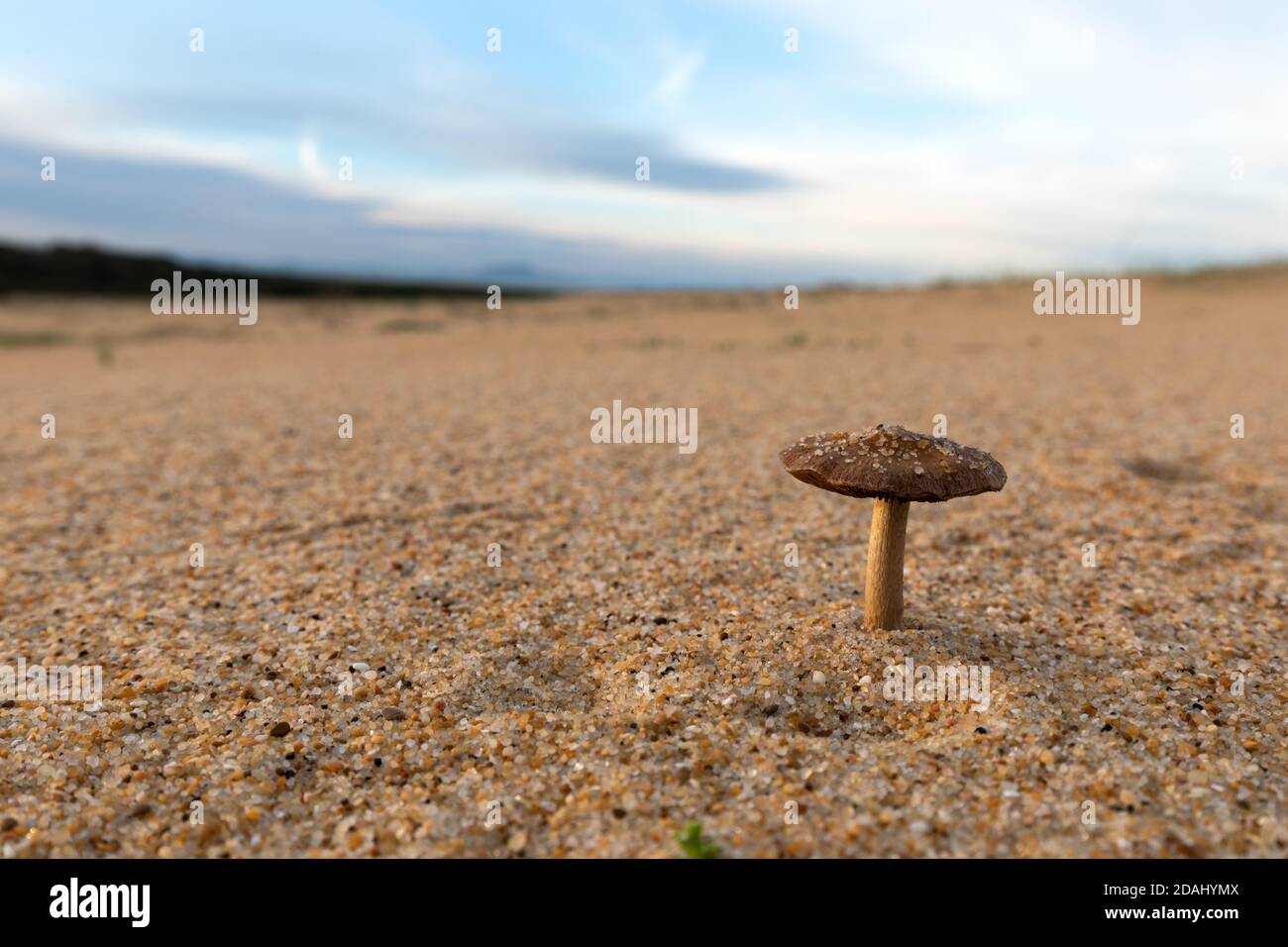 One mushroom growing on sand dunes in France Stock Photo - Alamy