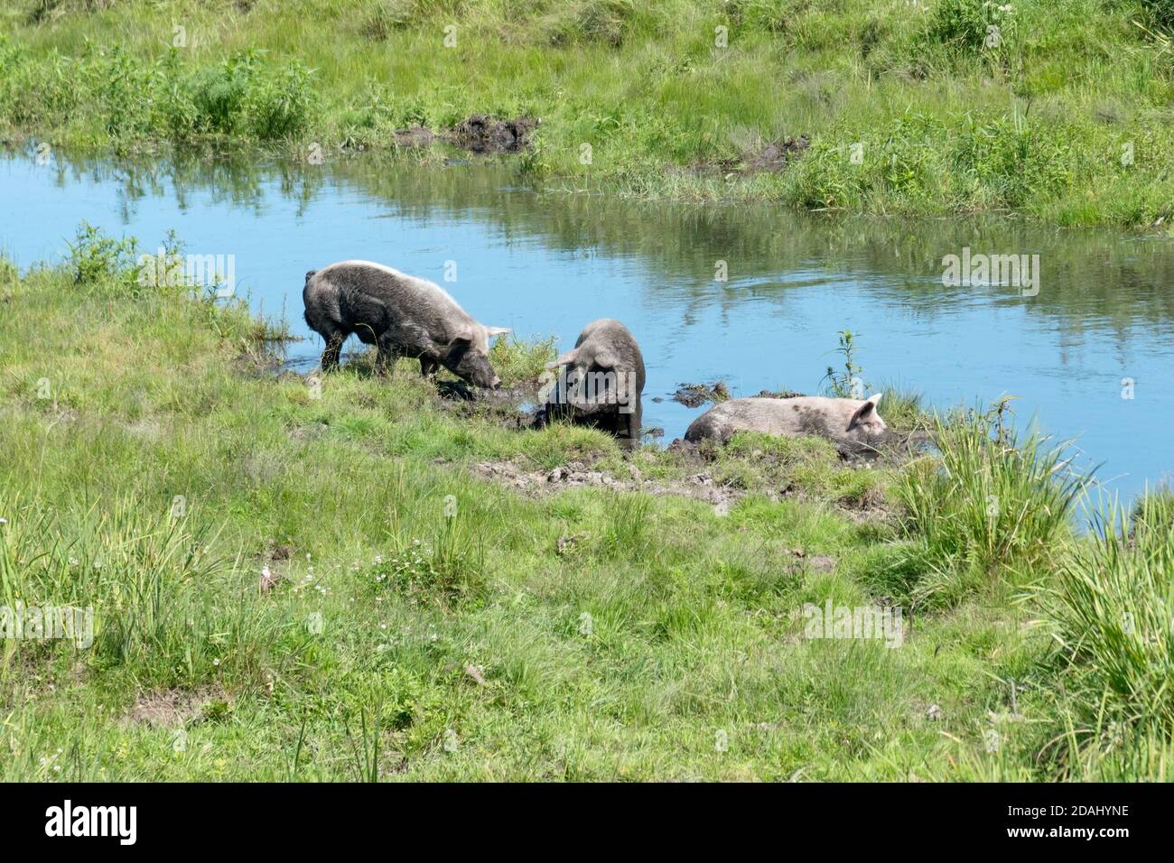 Three pigs are lying walking on the banks of a small river among the ...