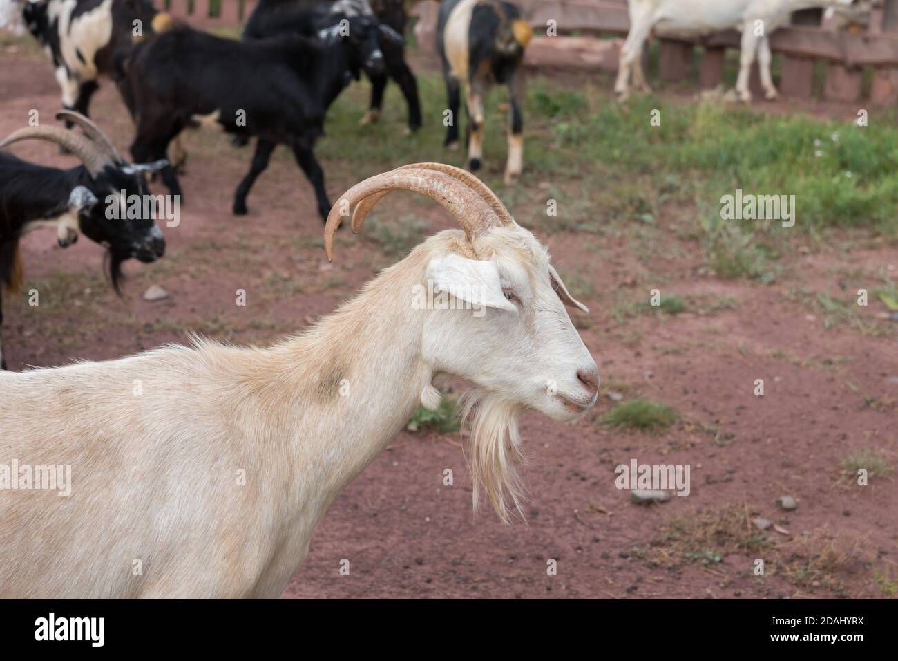 A white goat stands sideways in a goat pen Stock Photo - Alamy