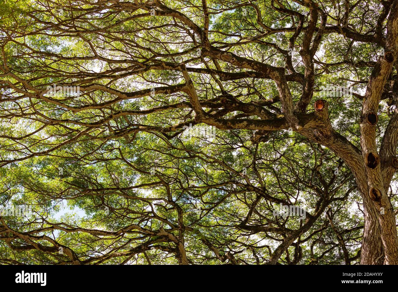 Treetop, Underneath view of wide, sprawling, shady tree in Waimea ...