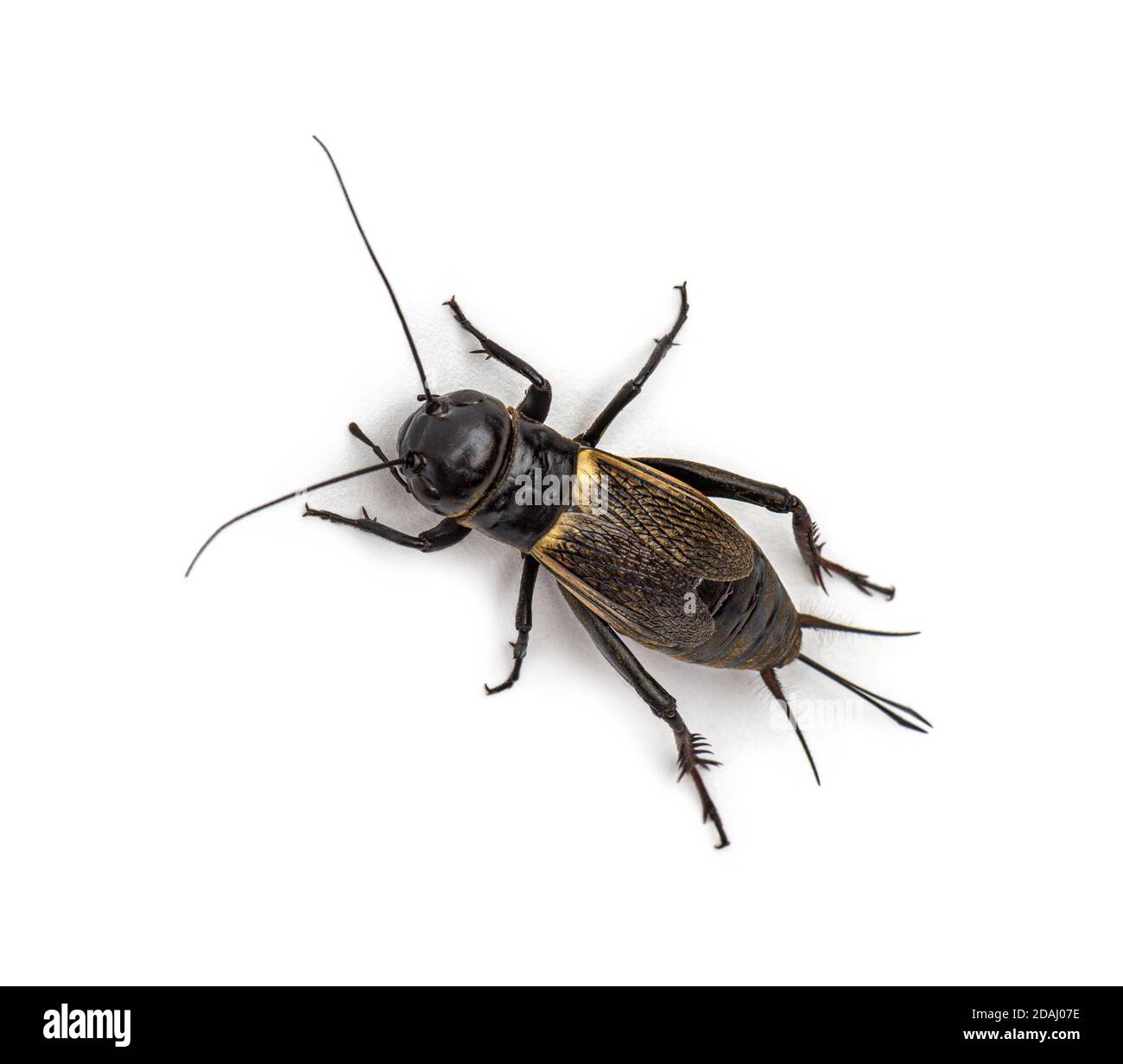 Female field cricket, isolated on white Stock Photo - Alamy