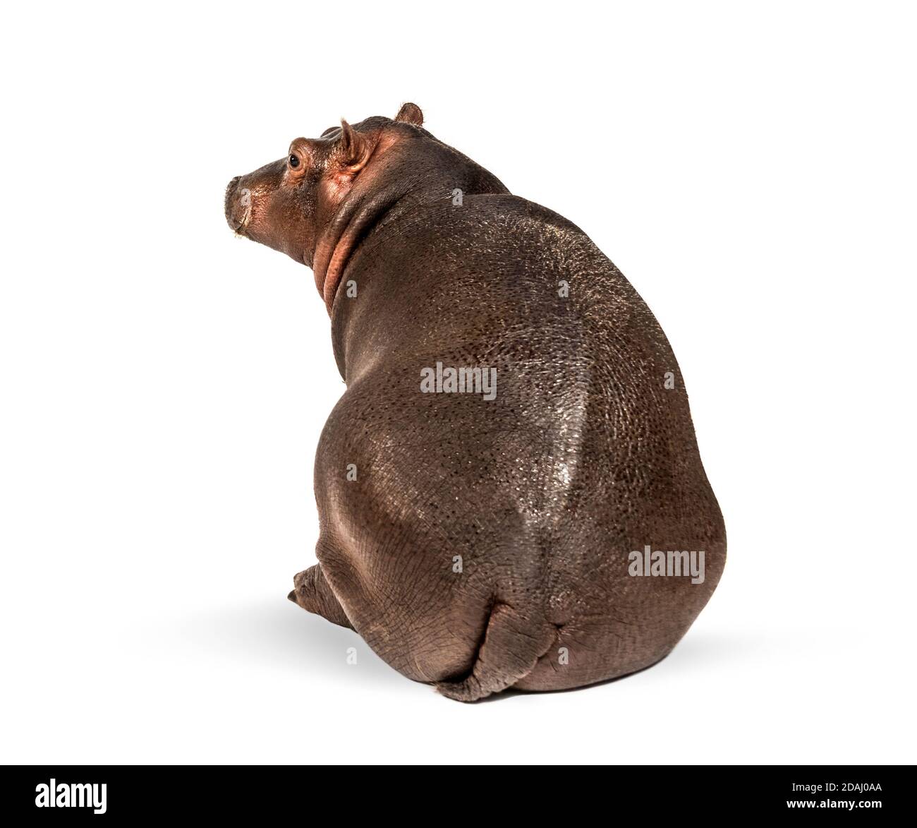 Hippo hippopotamus amphibius rear view Cut Out Stock Images & Pictures ...