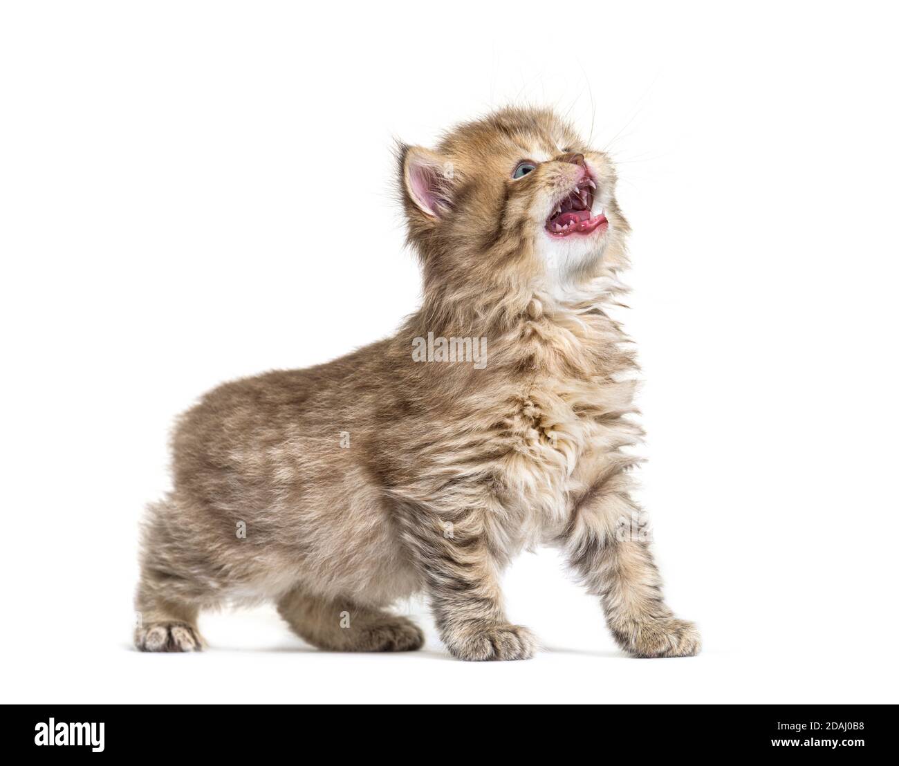 Meowing Cut Out Stock Images & Pictures - Alamy