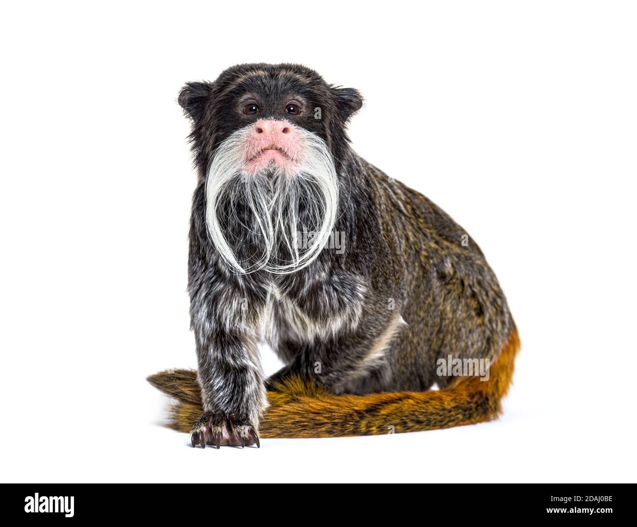 Emperor tamarin, Saguinus imperator, isolated on white Stock Photo - Alamy