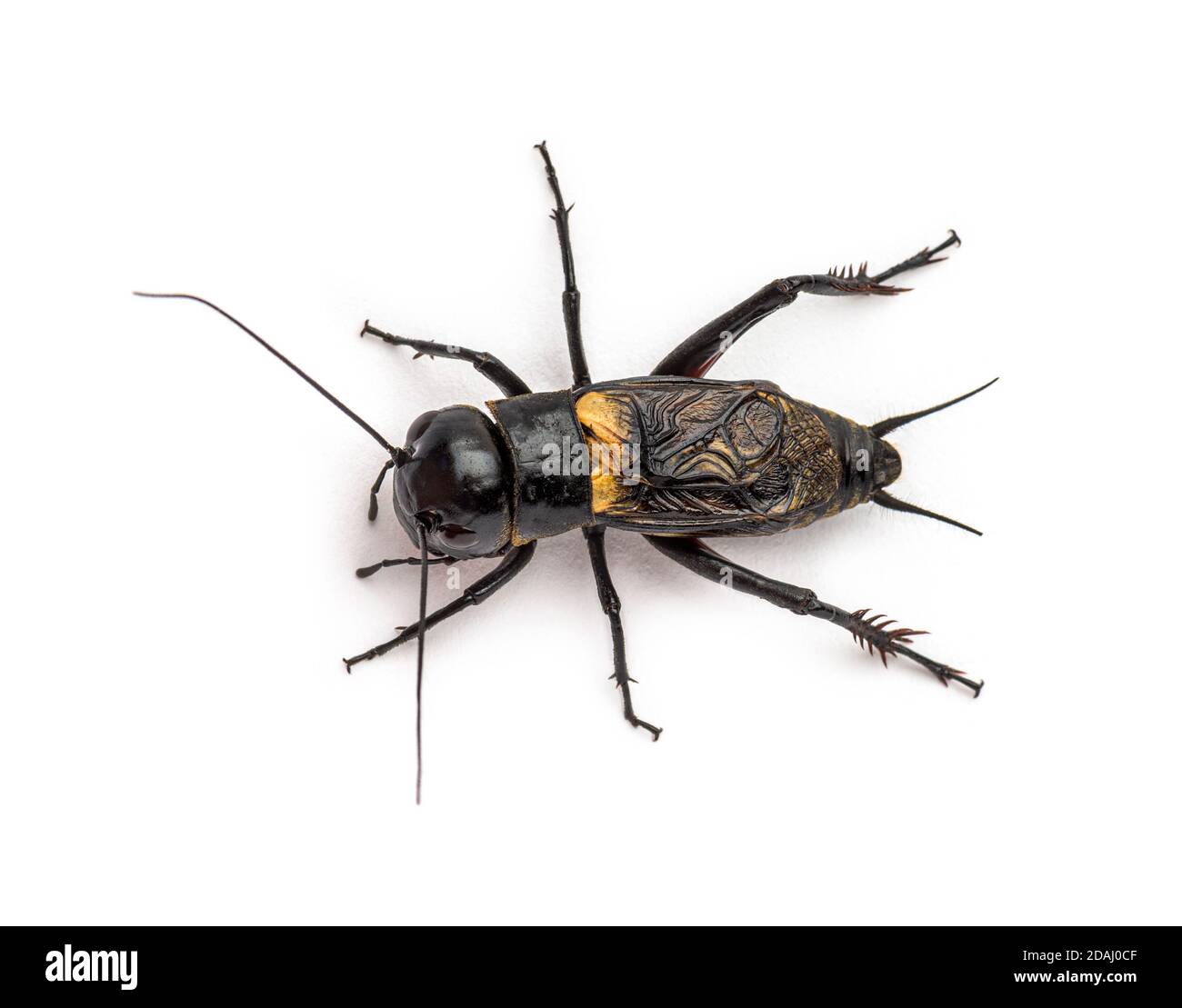 Male field cricket, isolated on white Stock Photo - Alamy