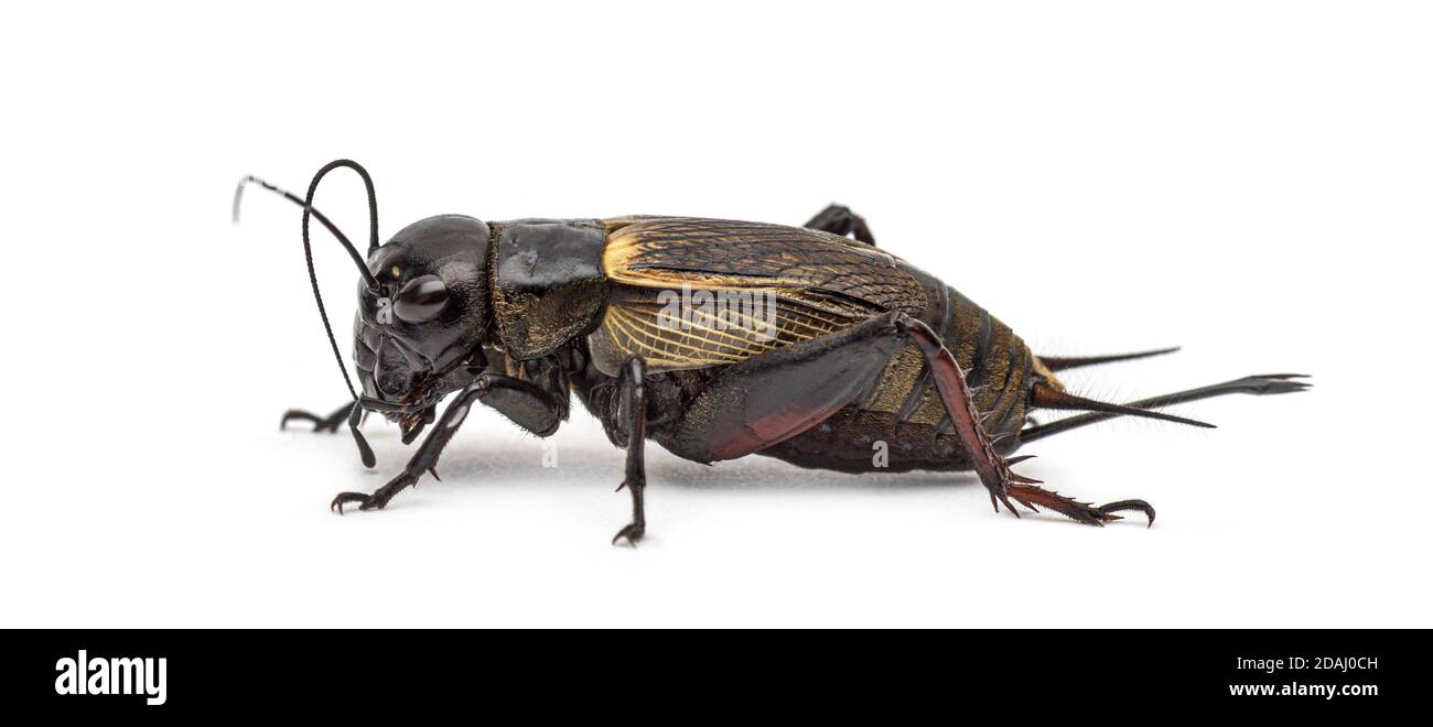 Female field cricket, isolated on white Stock Photo - Alamy