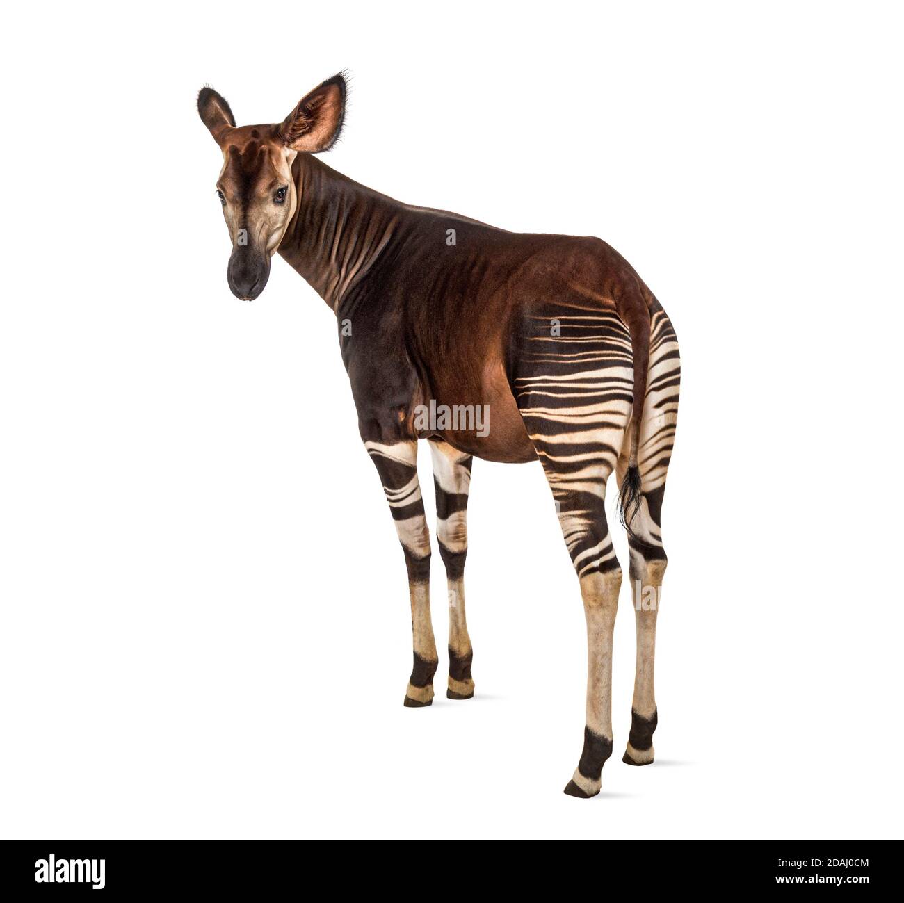 Zebra rear view Cut Out Stock Images & Pictures - Alamy