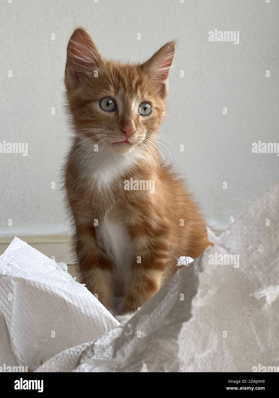 Ginger Kitten, mixed-breed cat, playing with soft white paper Stock ...