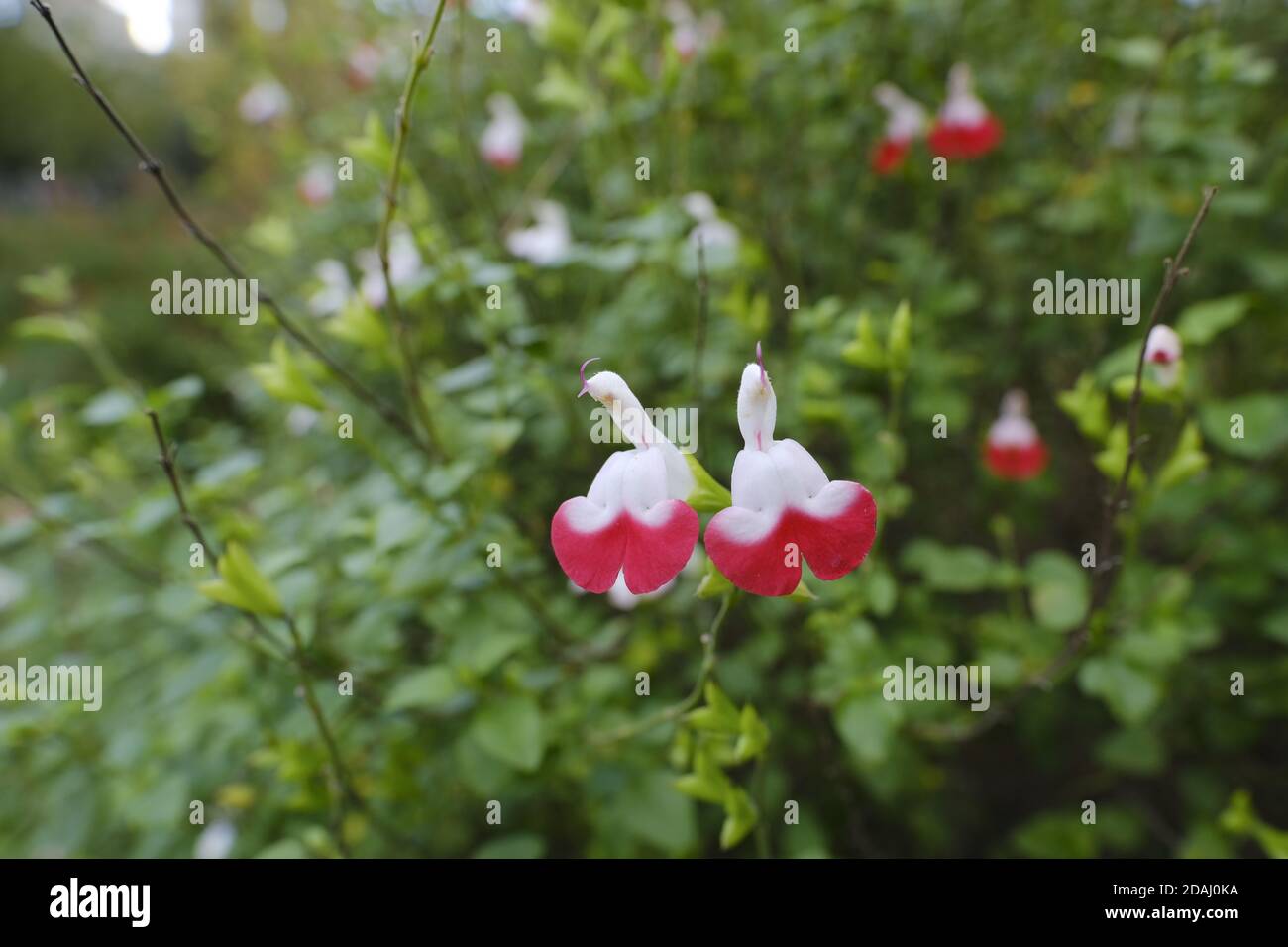 Salvia jamensis or hot lips plant Stock Photo - Alamy