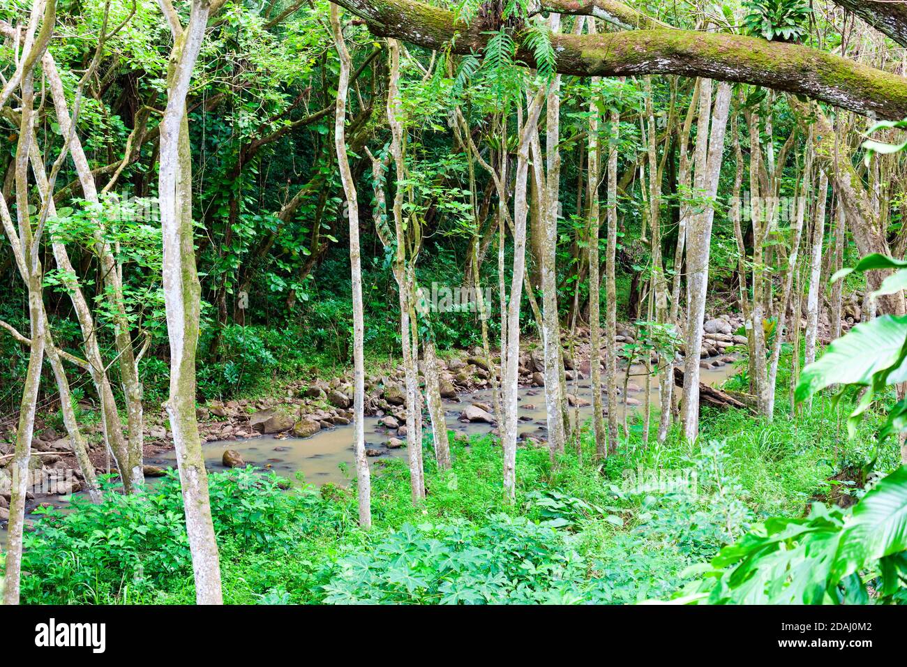 Dry riverbed in forest in Waimea Valley, Oahu, Hawaii Stock Photo - Alamy