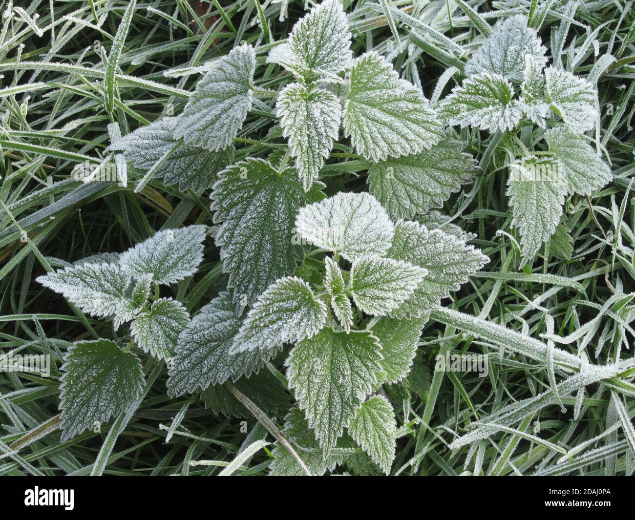 Top view of a frost-covered green stinging nettle in wintertime on a ...