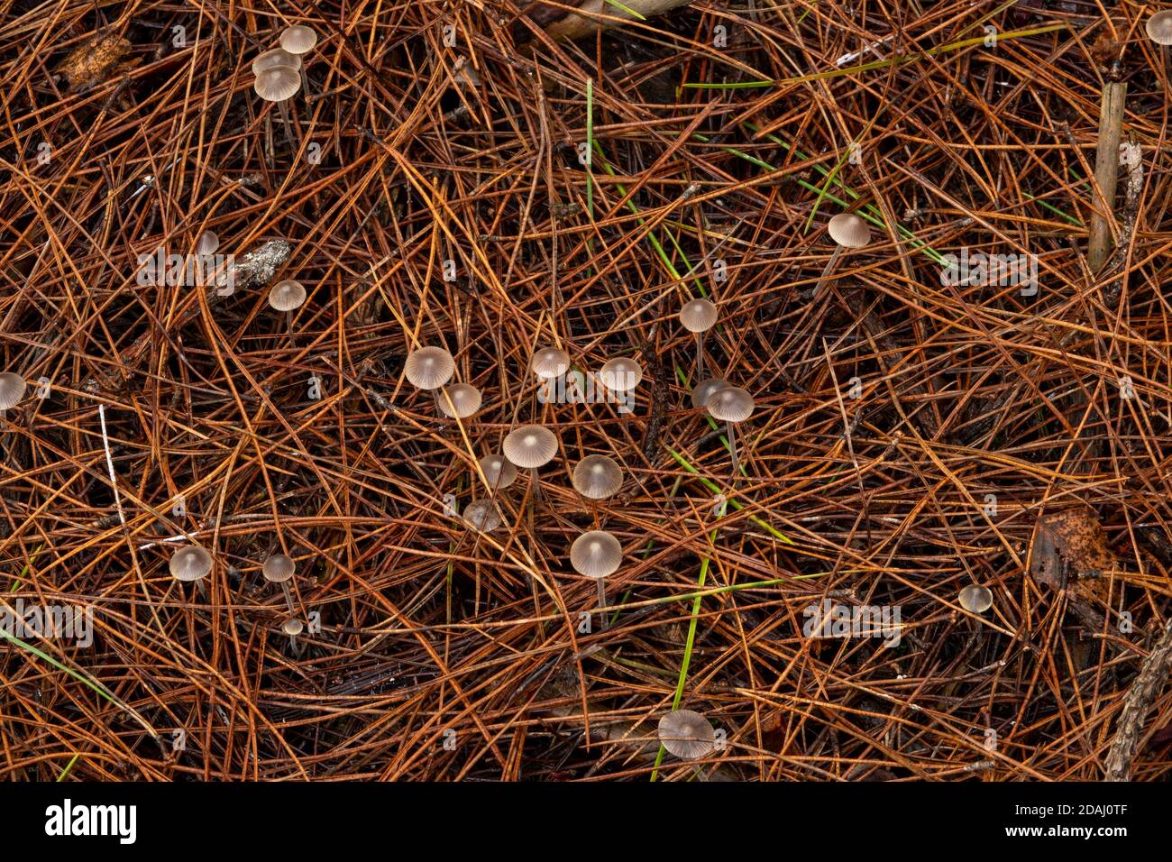 Fungus growth in forest, Suffolk, UK Stock Photo - Alamy