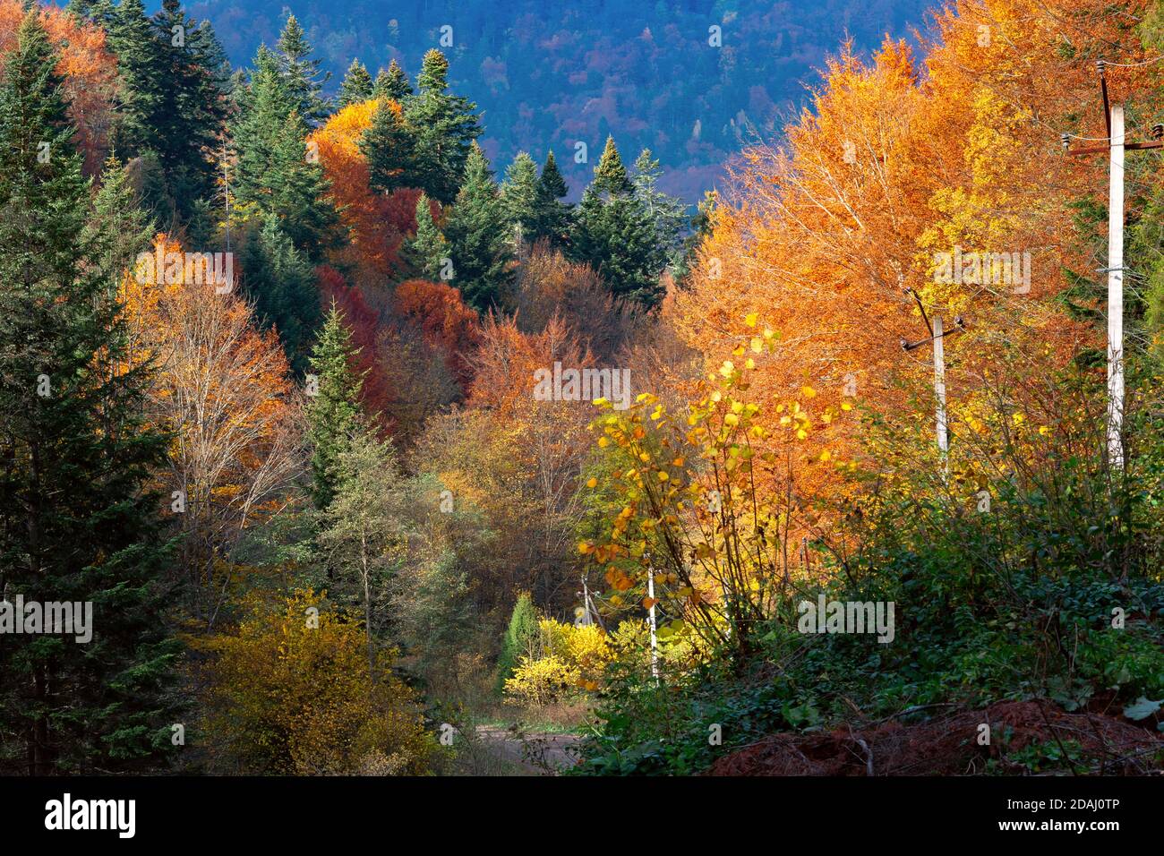 Carpathian forest hi-res stock photography and images - Alamy