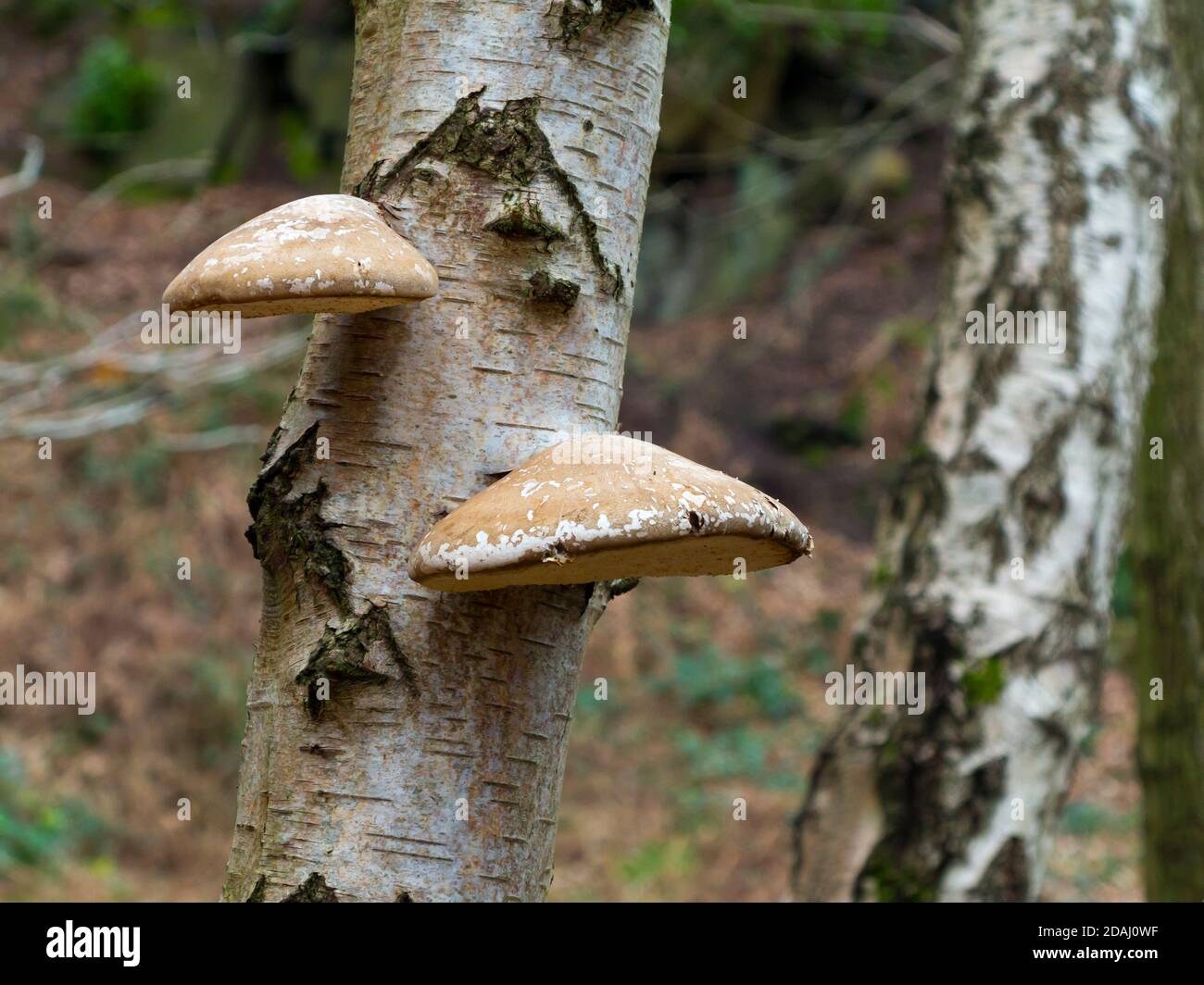 Shelf fungi hi-res stock photography and images - Alamy