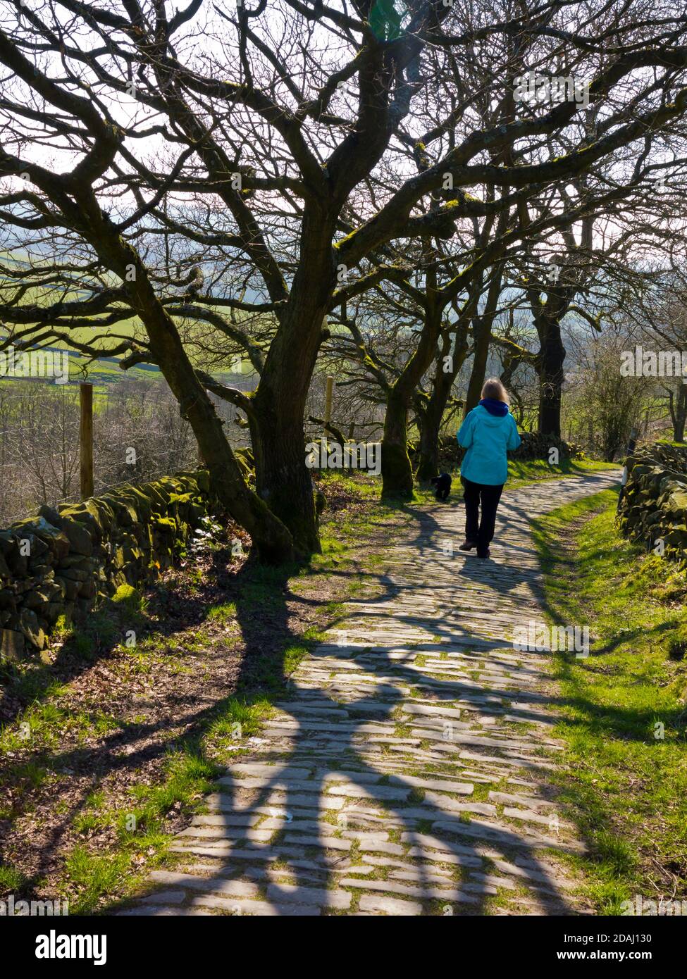 Woman walking on footpath with shadow of a tree at Teggs Nose Country ...