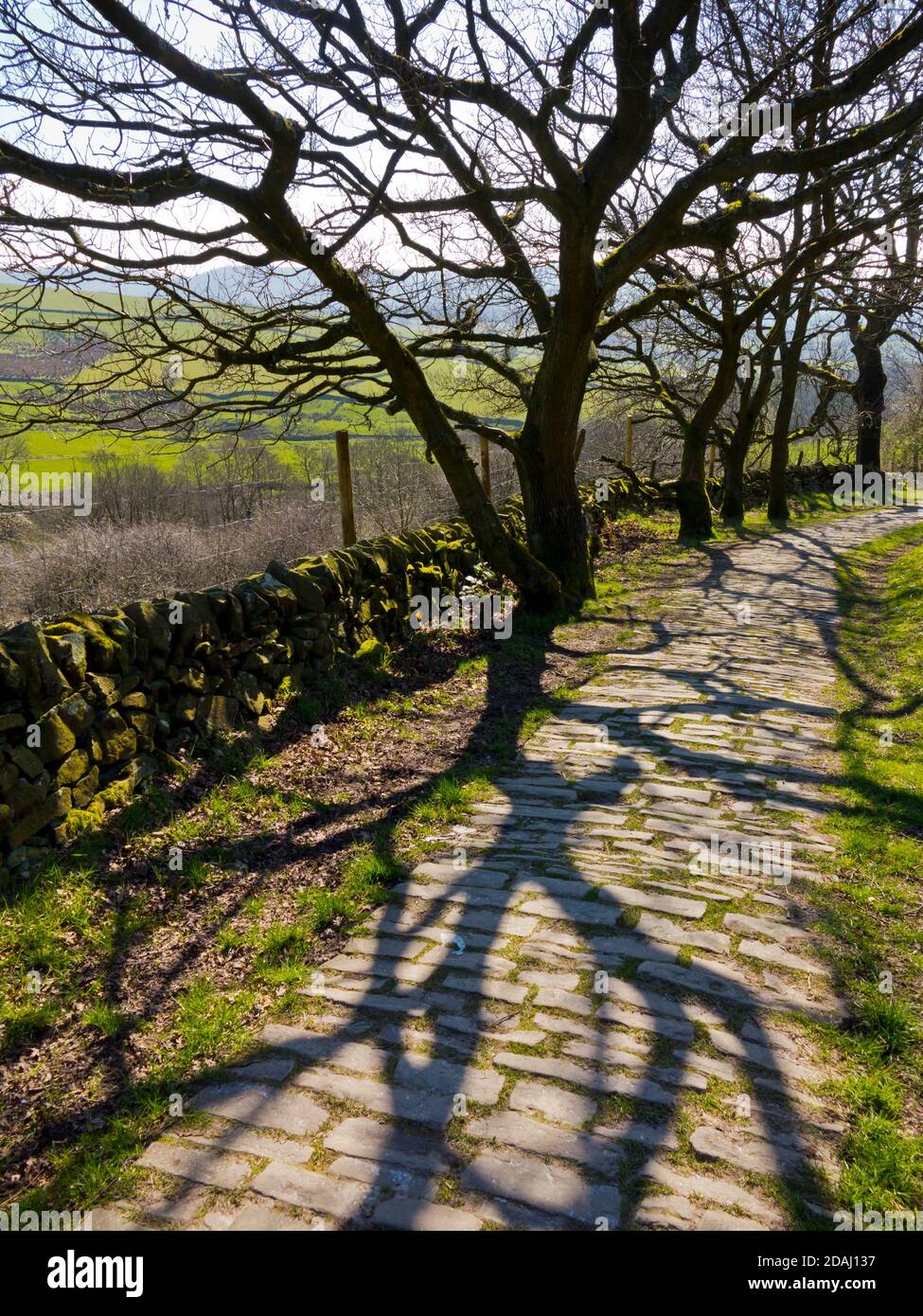 Footpath with shadow of a tree at Teggs Nose Country Park near ...