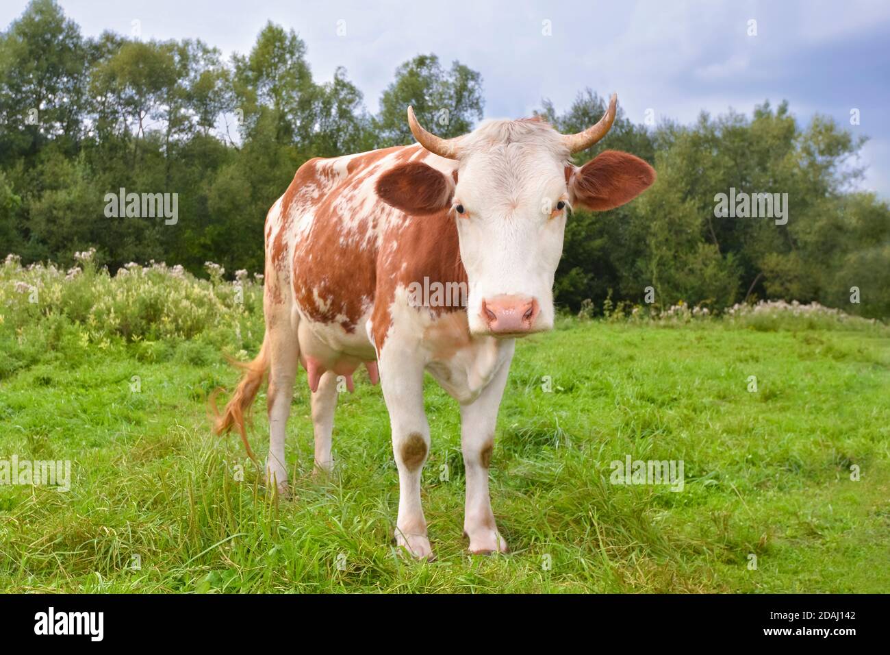 Red spotted cow grazing on the field with green grass. Farm animals ...