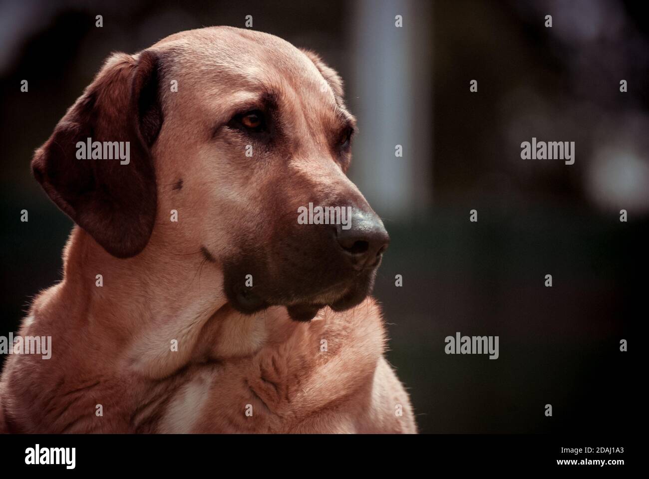 Closeup portrait of a brown Labrador captured outside Stock Photo - Alamy