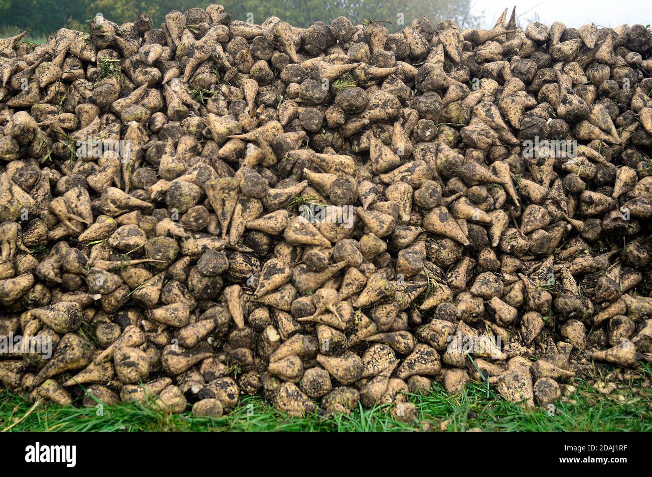 Austria, sugar beets stacked in storage bin for shipment to factory ...