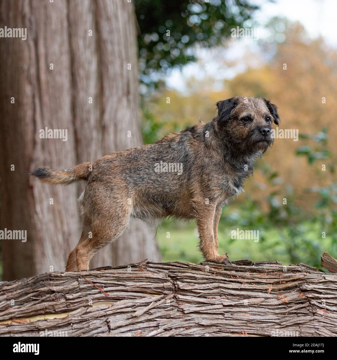 Happy border guard hi-res stock photography and images - Alamy