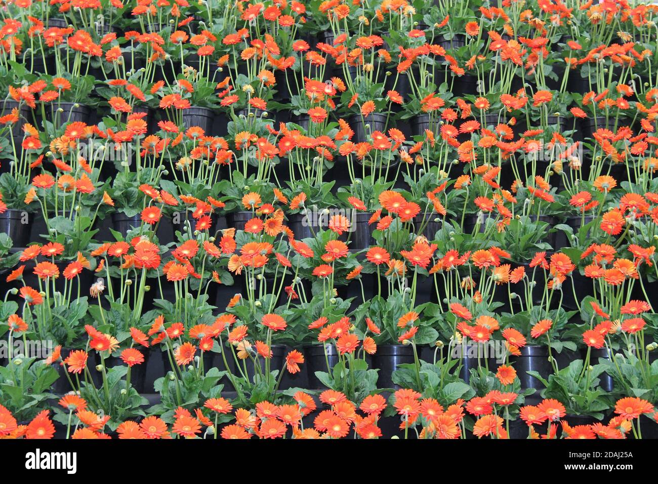 A Large Display of Potted Gerbera Garvinea Plants Stock Photo - Alamy