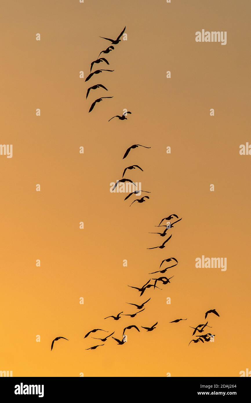 Migrating birds uk flock september hi-res stock photography and images ...