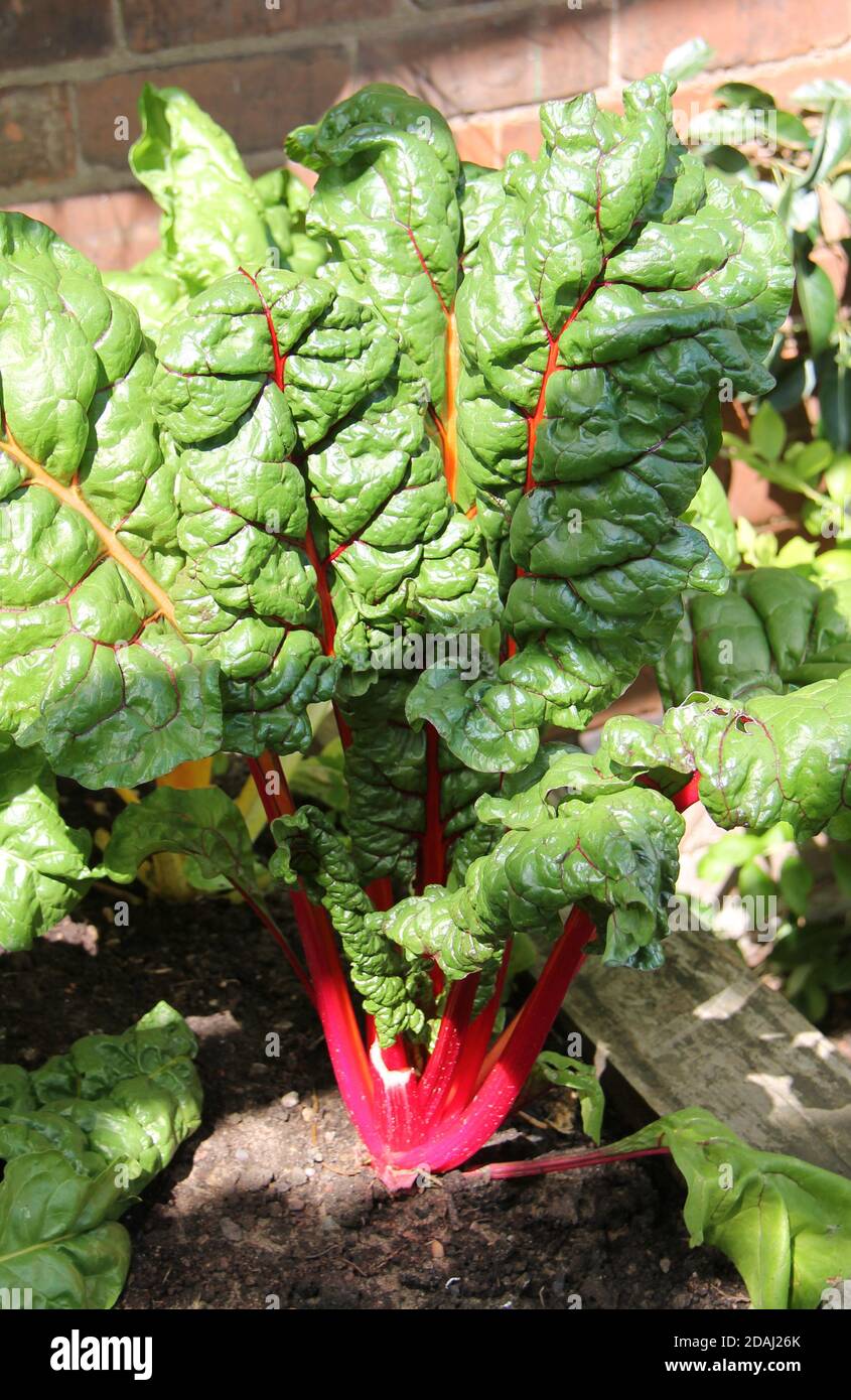 A Bright Red Vegetable Chard Plant in a Garden Plot Stock Photo - Alamy