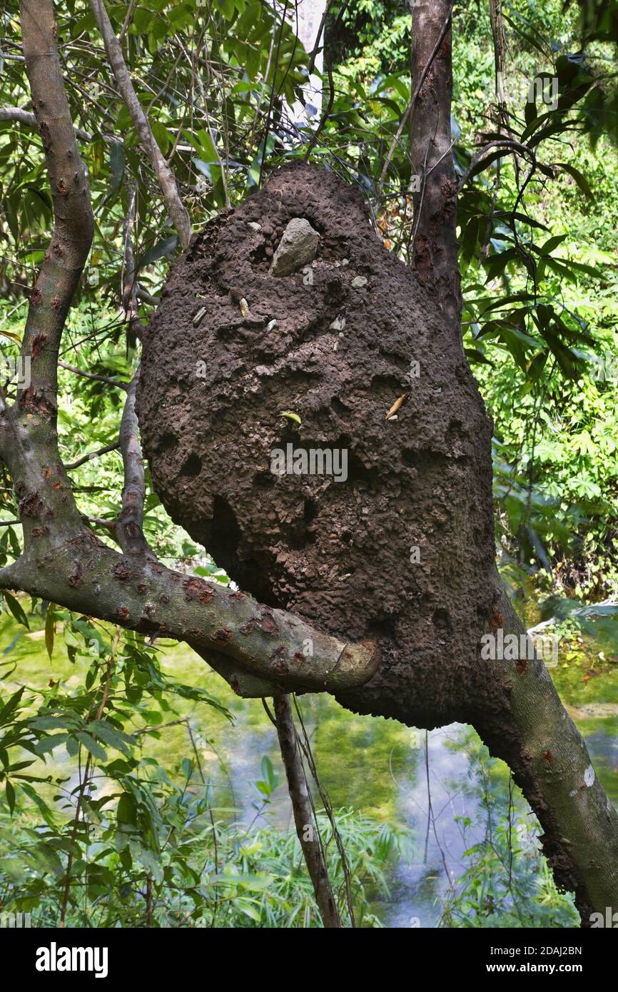 Termitary tree hi-res stock photography and images - Alamy