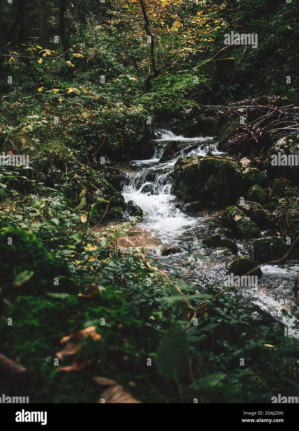 Vertical shot of a small stream of water flowing through a forest ...