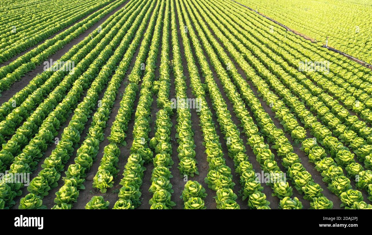 Lettuce garden. Aerial view. Agricultural field. Vegetable field Stock ...