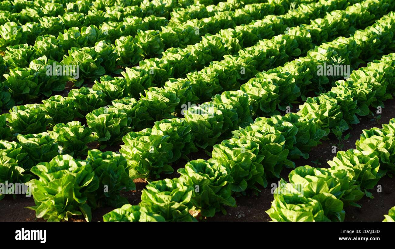 Lettuce garden aerial hi-res stock photography and images - Alamy