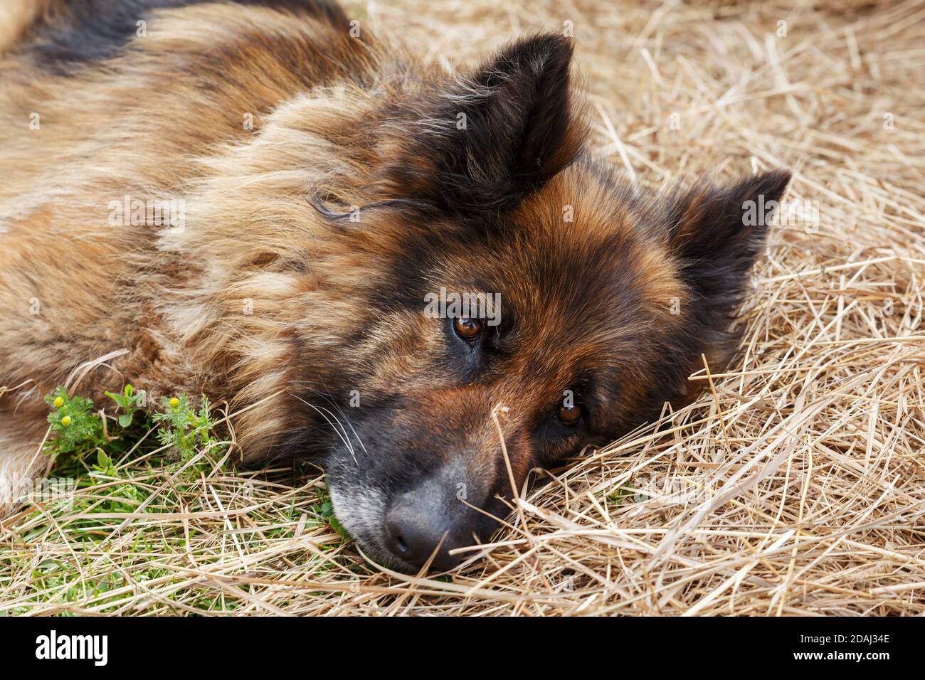 German shepherd dog. A sad sick dog lies in the hay and looks at the ...
