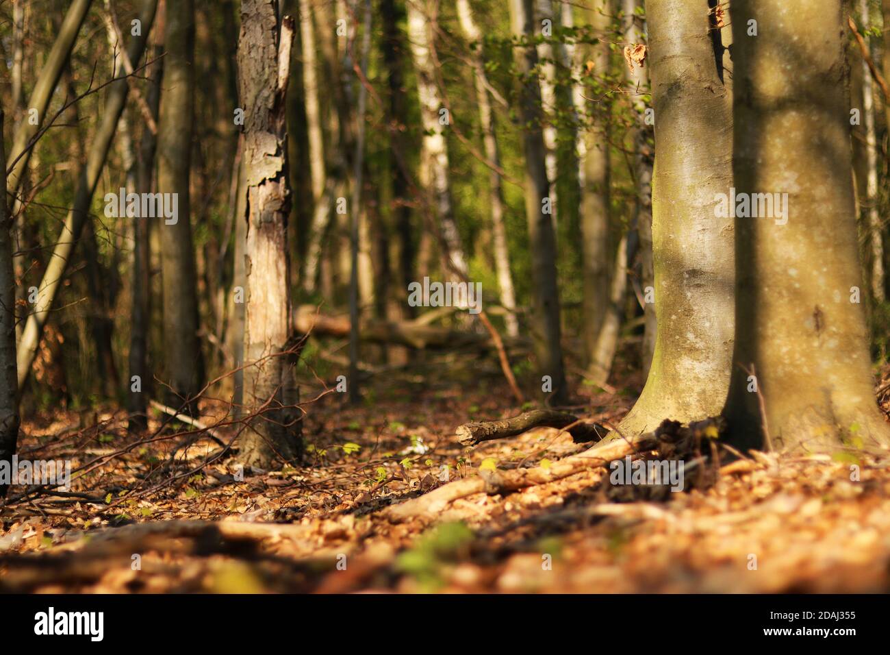 Forest in Saxony Stock Photo - Alamy