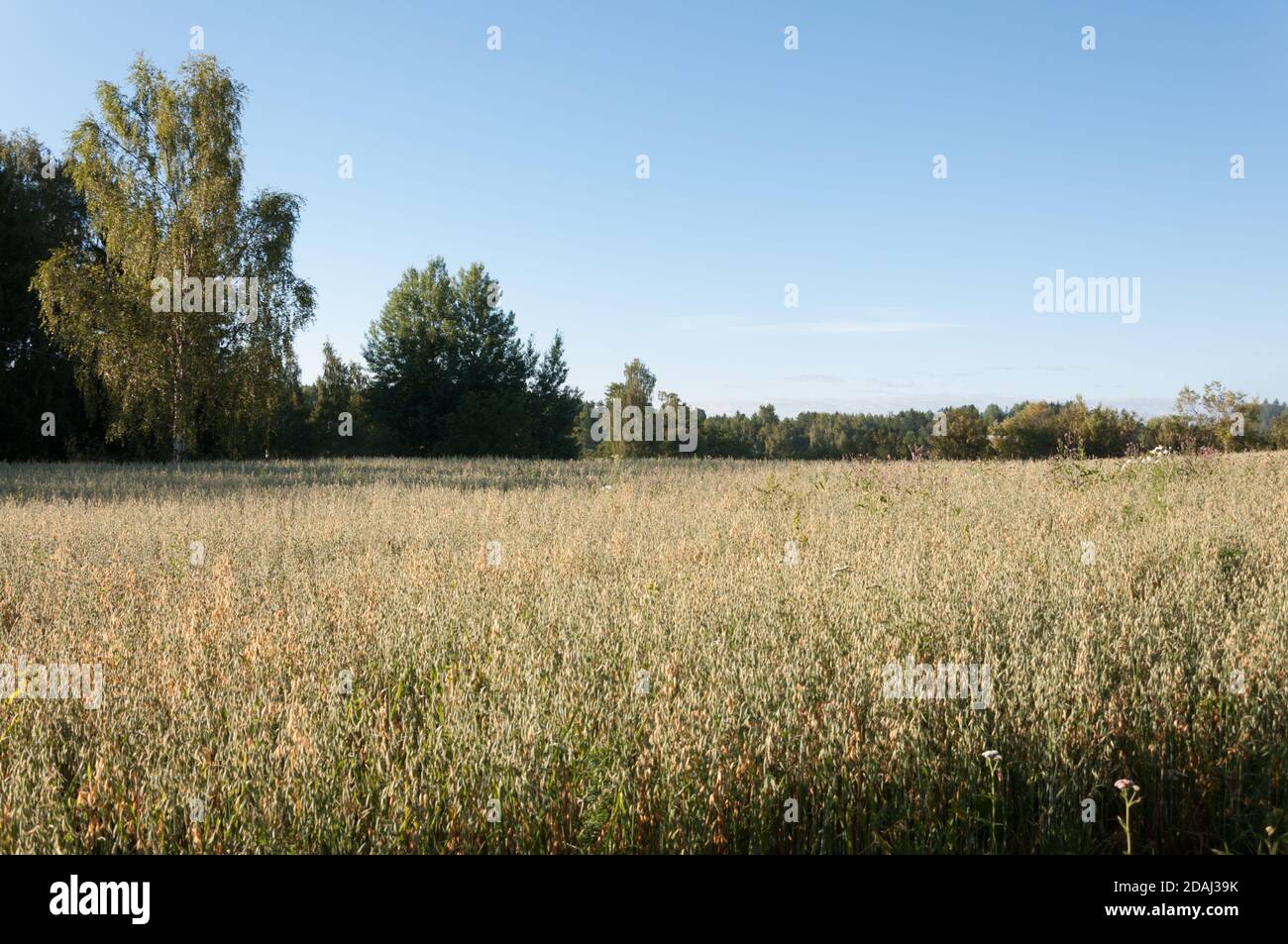 Field of Oats Stock Photo - Alamy