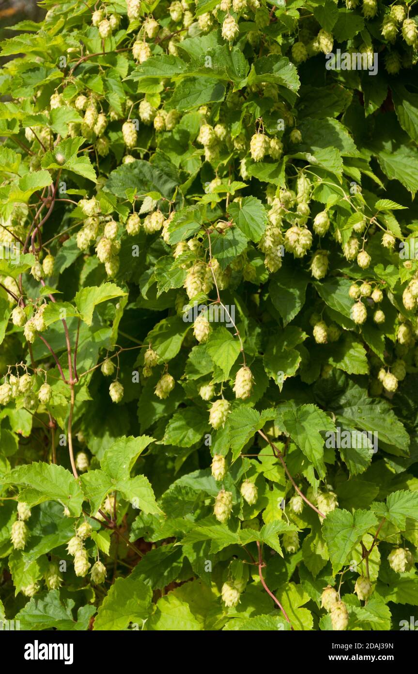 Hops for making beer Stock Photo - Alamy