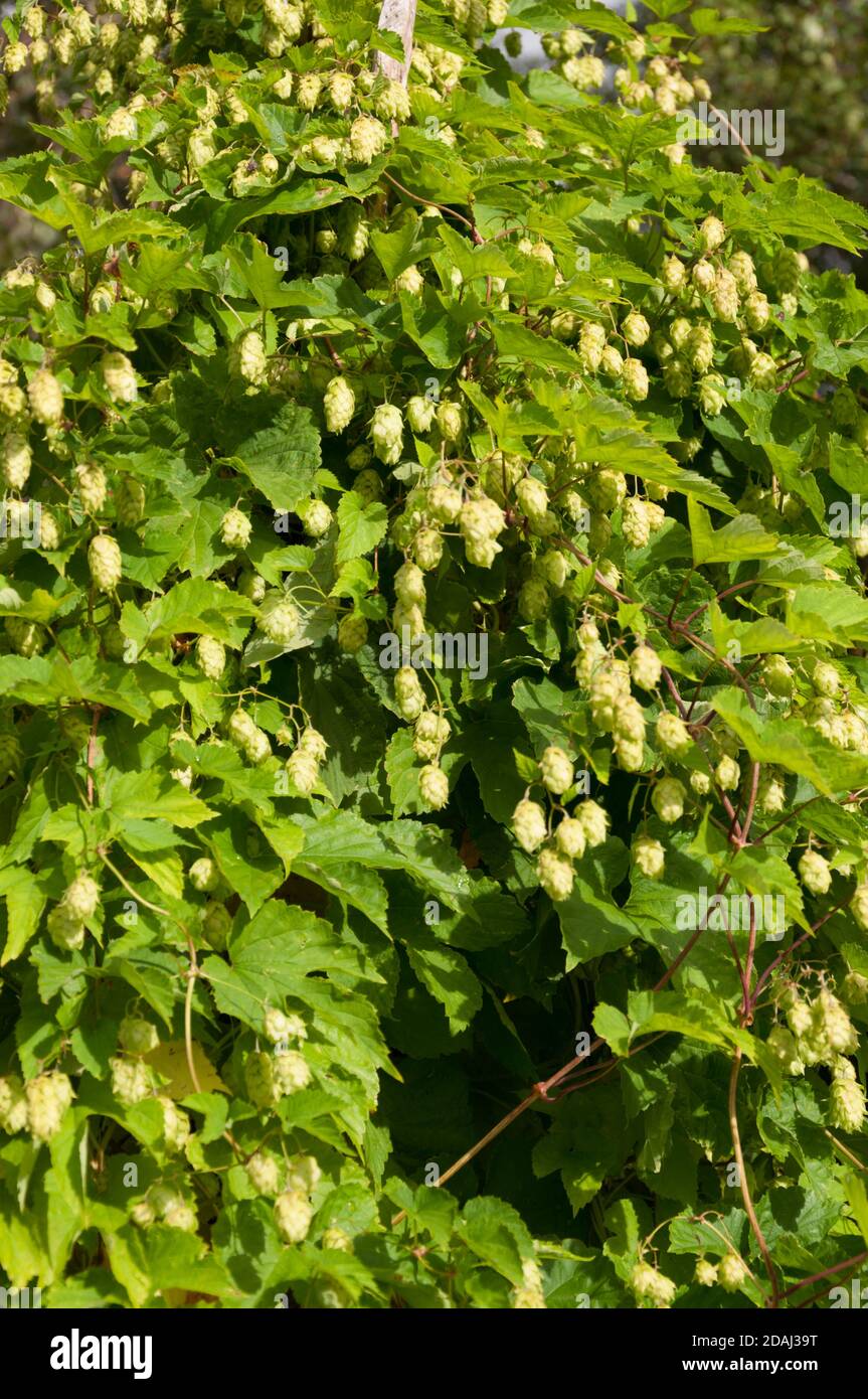 Finnish hops hi-res stock photography and images - Alamy