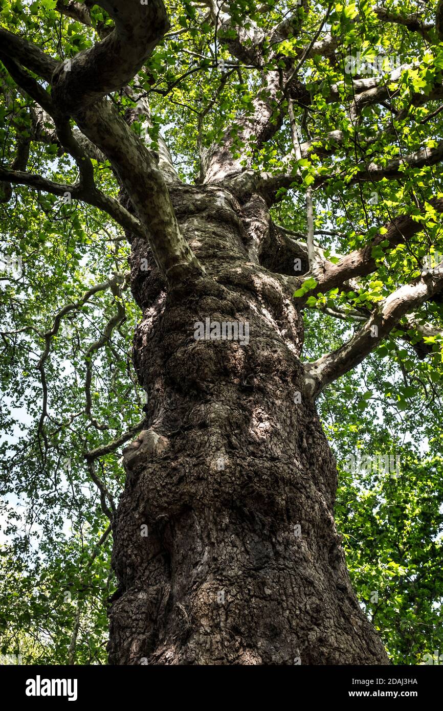 View from below into the canopy of a majestic London Plane tree ...
